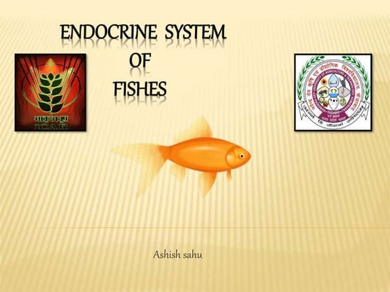 Dissection of internal organs of fish | PPT