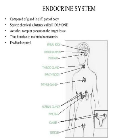 Endocrine system | PPT