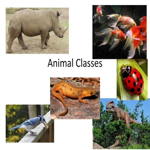 End of Animal Unit Review | PPTX