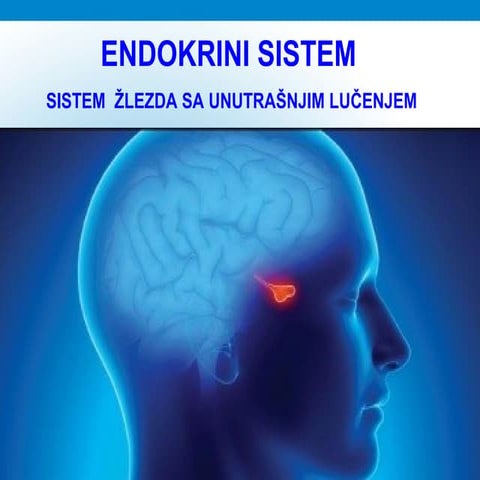 Endokrine žlezde | ODP
