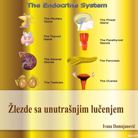 Endokrini sistem | PPT