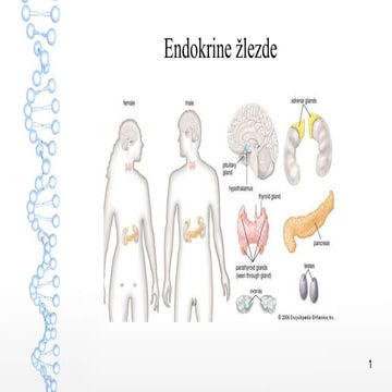 Endokrinologija - Interna medicina | PPT