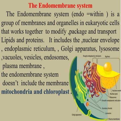 Structure and functions of endoplasmic reticulum | PPTX