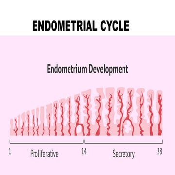 DATING OF ENDOMETRIUM - female genital tract.pptx