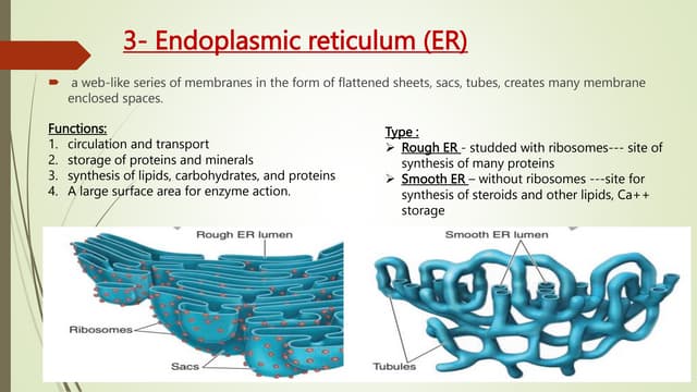 Structure And Functions Of Endoplasmic Reticulum PPT, 40% OFF