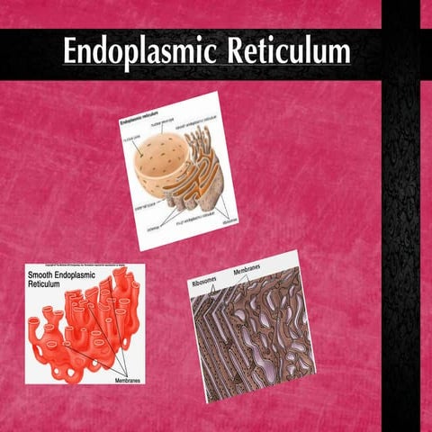 Endoplasmic reticulum | PPTX