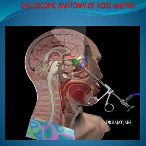 Endoscopic Anatomy Of Nose And Pns Three Dimensional Structure Of The
