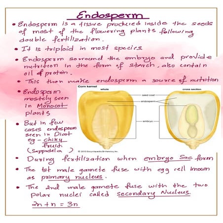 Endosperm in Angiosperms | PDF