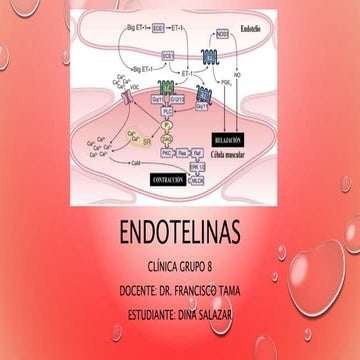 Endotelinas | PPTX