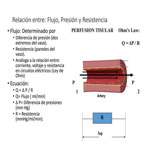 Endotelio | PDF
