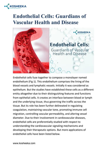 Endothelial vs. Epithelial Cells: A Comparative Insight into Cellular Dynamics | PPT