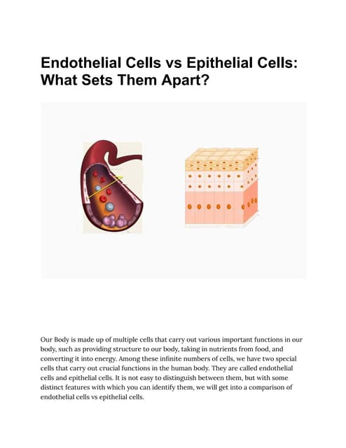 Endothelial vs. Epithelial Cells: A Comparative Insight into Cellular ...