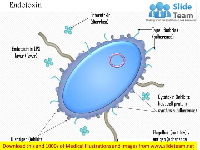 Endotoxins Bacteria Cell Model