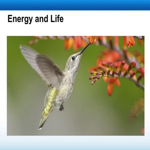 Energy and Life Slideshow: A T P , A D P, | PPT
