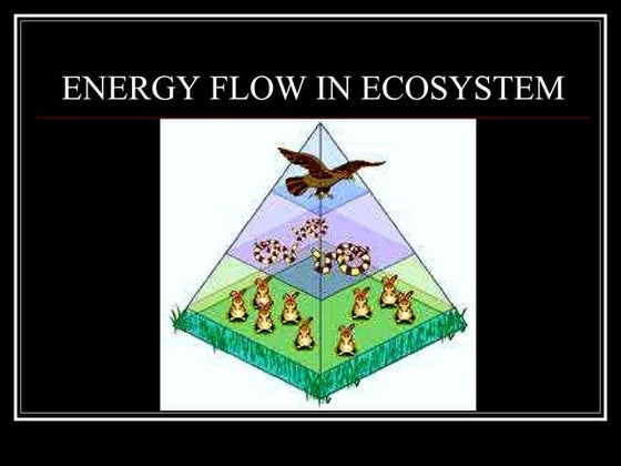 Energy flow in ecosystem | PPT | Environment | Science