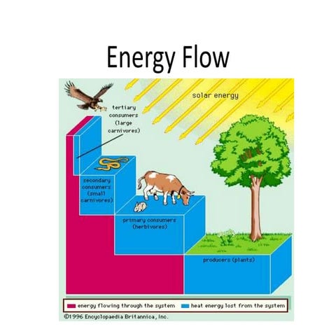 Energy flow | PPT