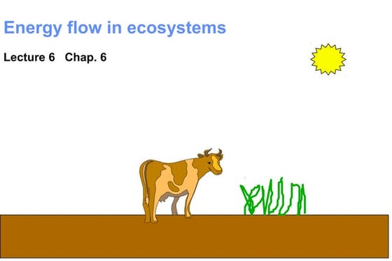 Energy Flow In Ecosystems Explain The Energy Flow In Ecosystems.