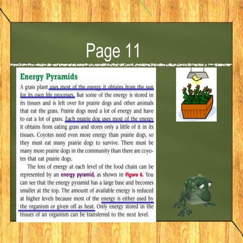 Energy Pyramids | PPTX