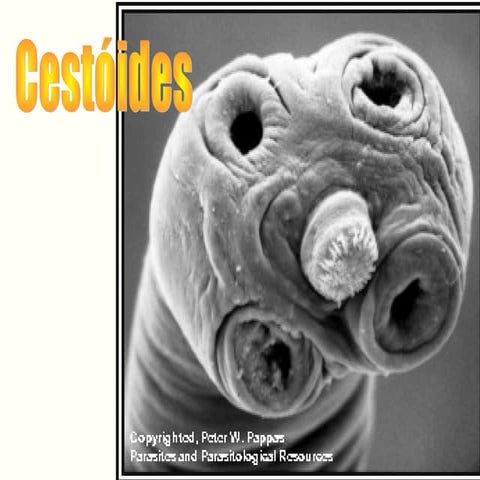 Cestóides: Características e Ciclos de Vida | PPT
