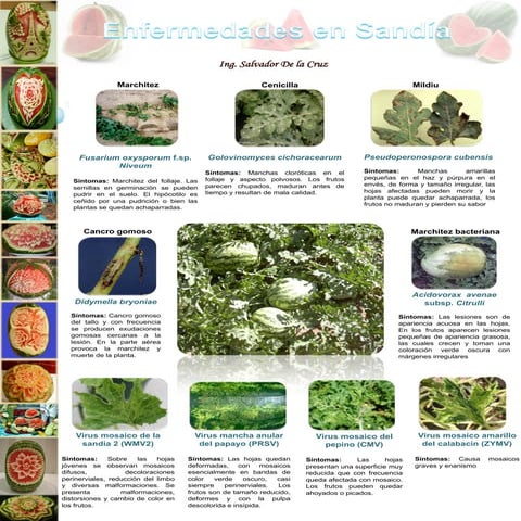 Enfermedades en sandia | PDF