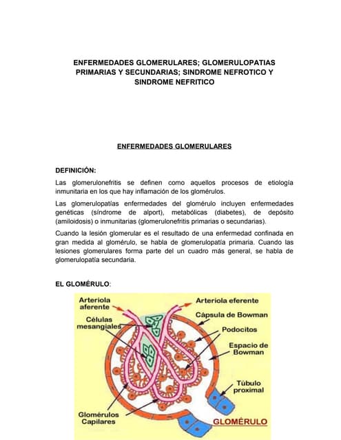 Glomerulonefritis | PPT