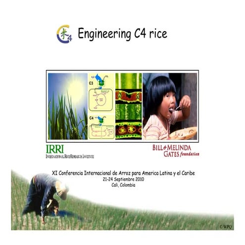 Engineering c4 rice | PDF
