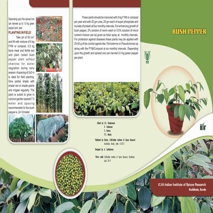 English Bush Pepper - Black Pepper in English | PDF