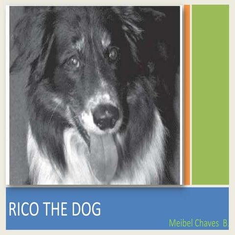 English iii rico the dog | PPTX