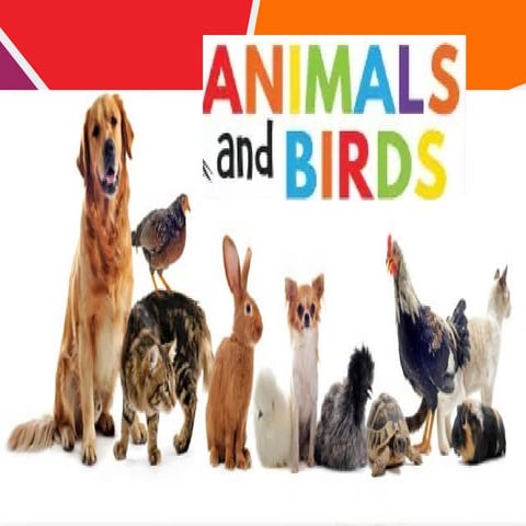 English unit 2 animals and birds | PDF | Birds | Pets