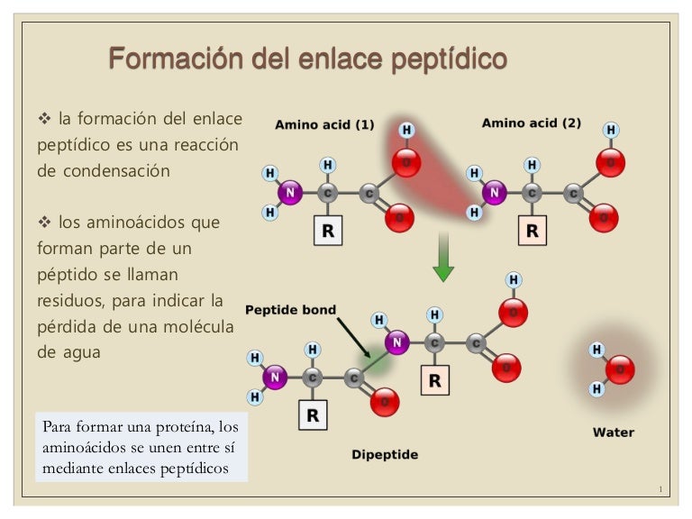 Enlace peptidico