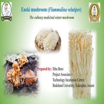 Enoki Mushroom and Its Cultivation | PPTX