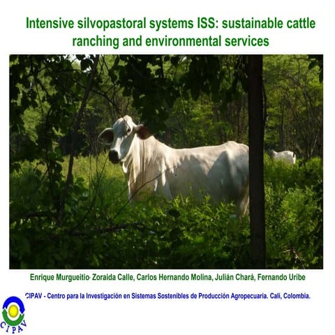 Intensive silvopastoral systems ISS: sustainable cattle ranching and ...
