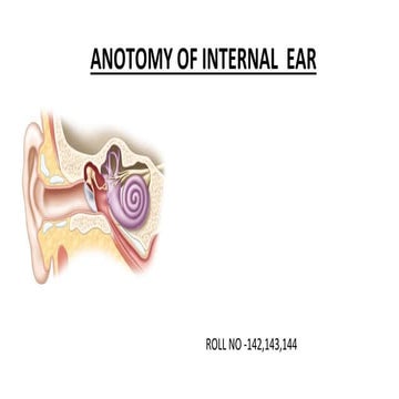 Anatomy of Inner Ear | PPTX | Ear, Nose and Throat Conditions ...
