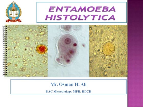 Entamoeba Histolytica Cyst In Stool Entamoeba Histolytica Ehistolytica