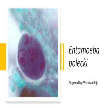 Entamoeba Polecki Cyst Amebiasis Background Pathophysiology