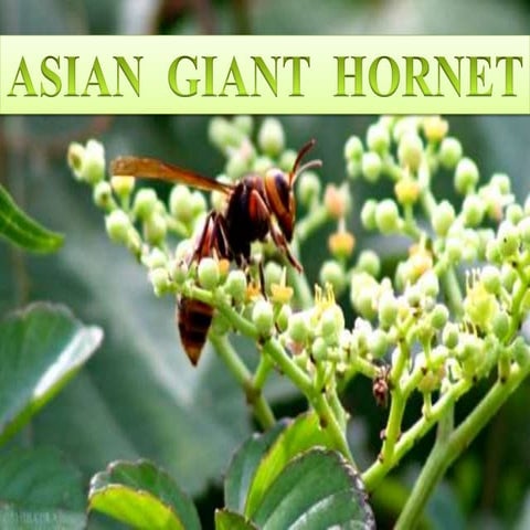 Asian Giant Hornet | PPT