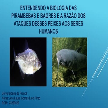 Entendendo a biologia das pirambebas e bagres e a razão dos ataques desses peixes aos seres ...