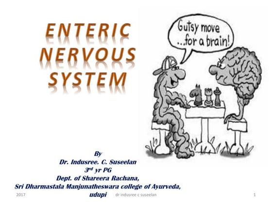 Enteric nervous system powerpoint | PPTX | Brain and Nervous System ...