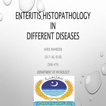 Enteritis | PPTX