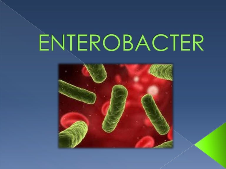 Enterobacter Spp