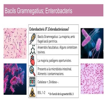 Enterobacteris Part genero bacteriano procariotas | PDF