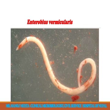 Diagnostic-Structures-Of-Enterobius-Vermicularis.pptx