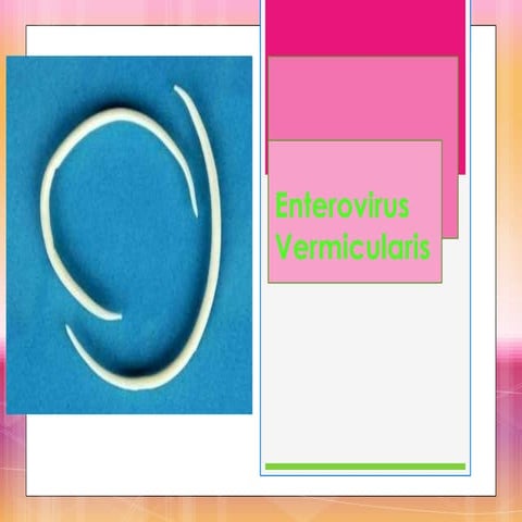 Enterobius vermicularis.ppt