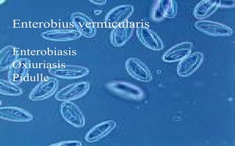 Enterobius Vermicularis Slide
