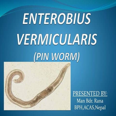 Enterobius vermicularis(pin worm) | PPTX | Infectious Diseases ...