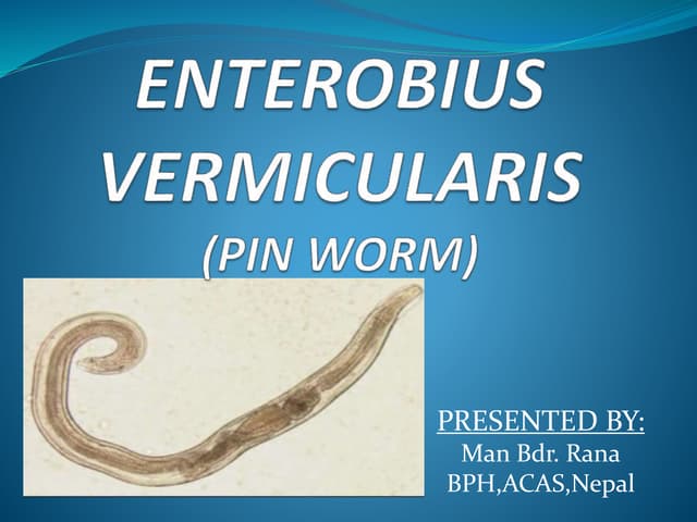 Enterobius vermicularis(PINWORM) | PPTX