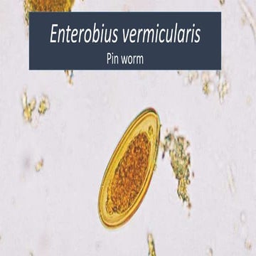 Enterobius vermicularis | PPTX
