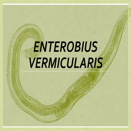 Enterobius vermicularis clase de parasitología.pptx