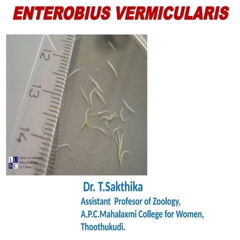 ENTEROBIUS VERMICULARIS. Human parasitic infection and its health ...