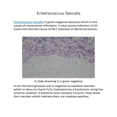 Enterococcus Faecium Gram Stain